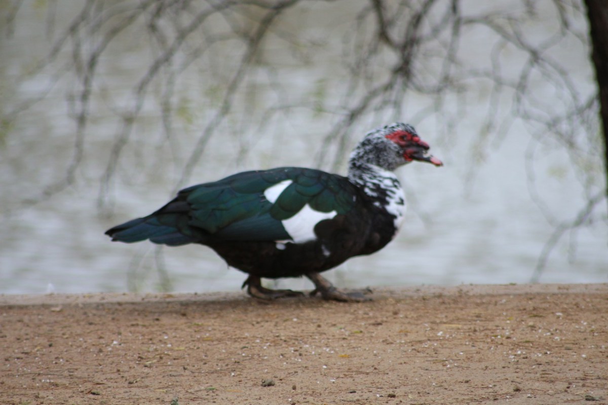 Muscovy Duck – MAGcos